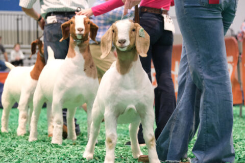 About Us - Houston Livestock Show and Rodeo