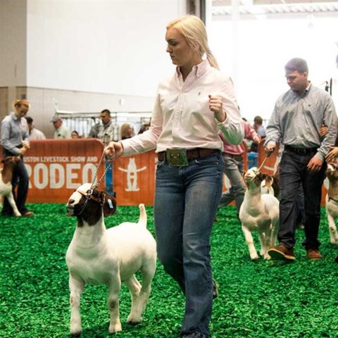 Houston Livestock Show and Rodeo Announces Plans for 2021 Livestock ...