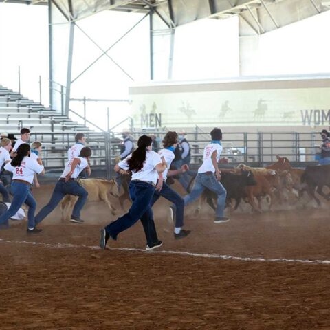 Rodeo Awards 275 Calf Scramble Certificates | Houston Livestock Show ...