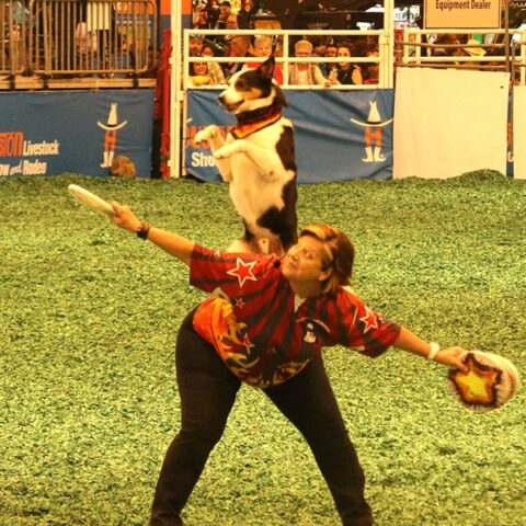 Disc Dogs | Houston Livestock Show and Rodeo