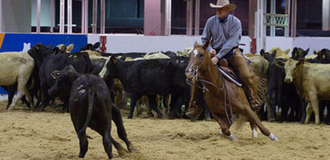 Horse Show - Houston Livestock Show and Rodeo