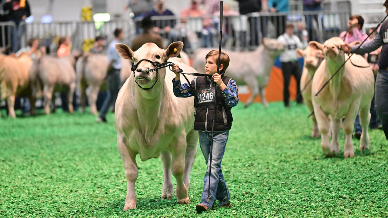 Media | Houston Livestock Show and Rodeo