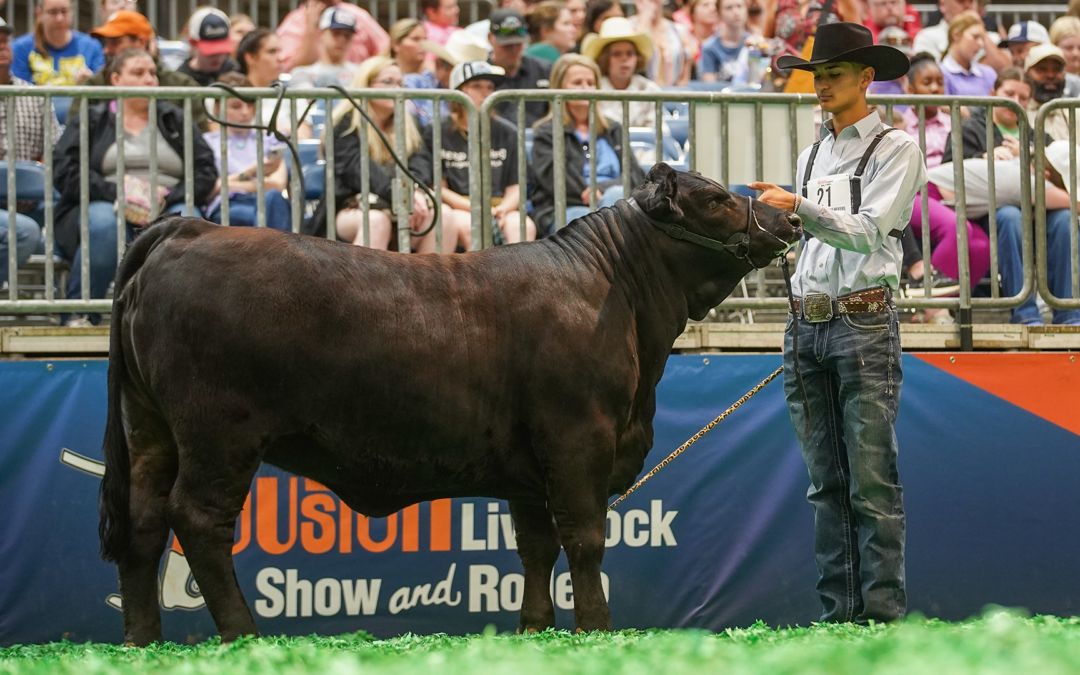 Proud to be an American Heifer | Houston Livestock Show and Rodeo