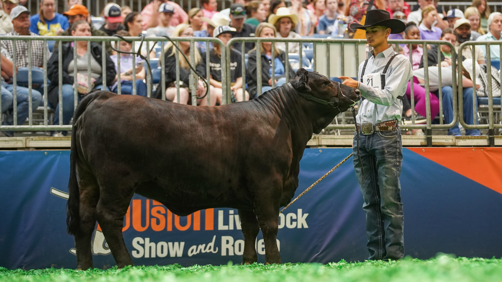 Proud to be an American Heifer | Houston Livestock Show and Rodeo