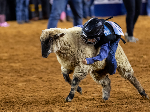 Exhibitors & Contestants | Houston Livestock Show and Rodeo