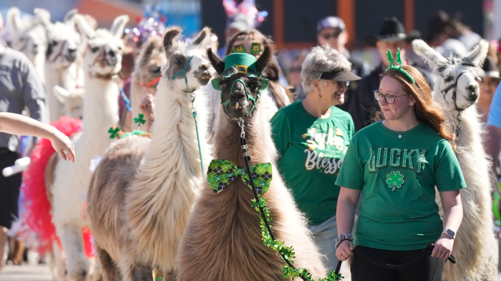 Llama and Alpaca Parade | Houston Livestock Show and Rodeo