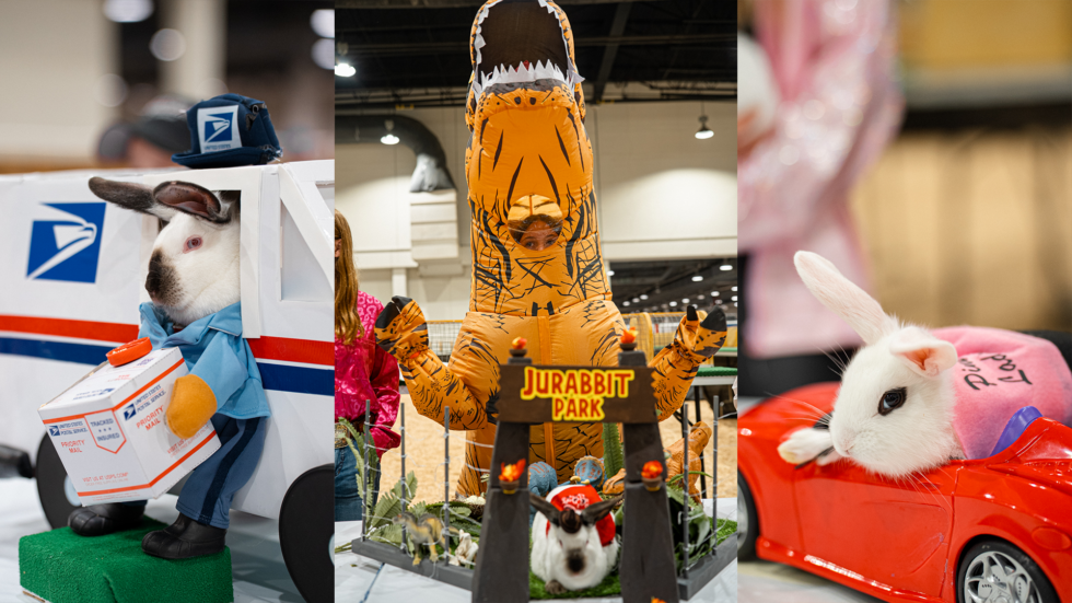 Best Dressed Bunnies at the Rodeo – Youth Breeding Rabbit and Cavy ...